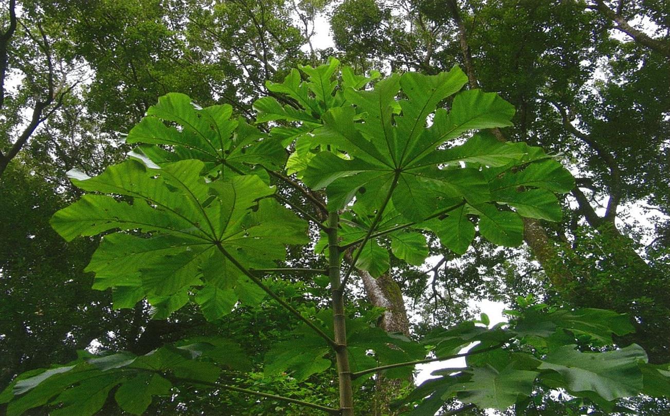 Weeds - Kyogle Council