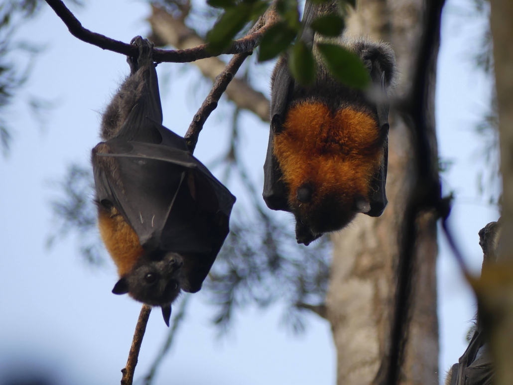 Flying-foxes - Kyogle Council